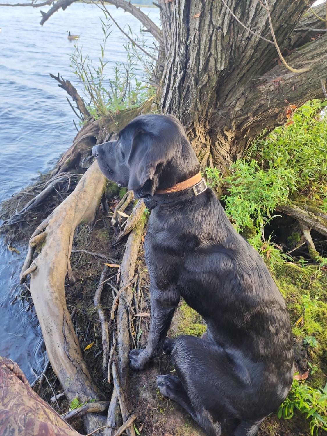 Training – Webfoot Outdoors